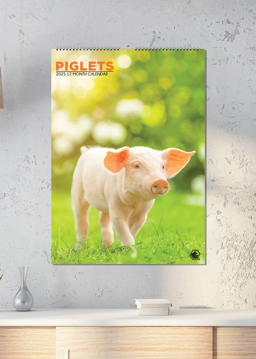 Pig A3 Calendar 2025 Order easily and quickly Online. - Kalenderwinkel.nl