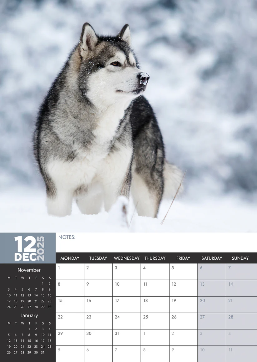 Buy Alaskan Malamute A3 Calendar 2025? Order simple and fast ...