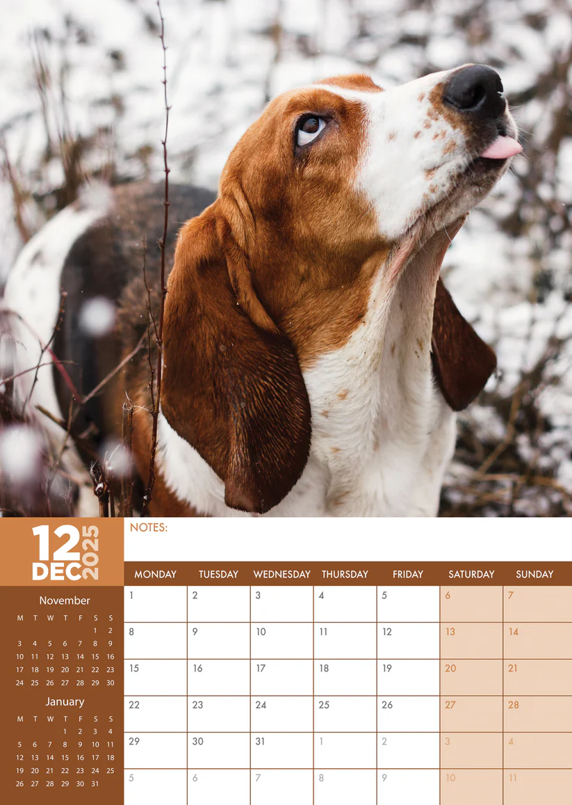 Buy Basset Hound A3 Calendar 2025? Order easily and quickly online ...