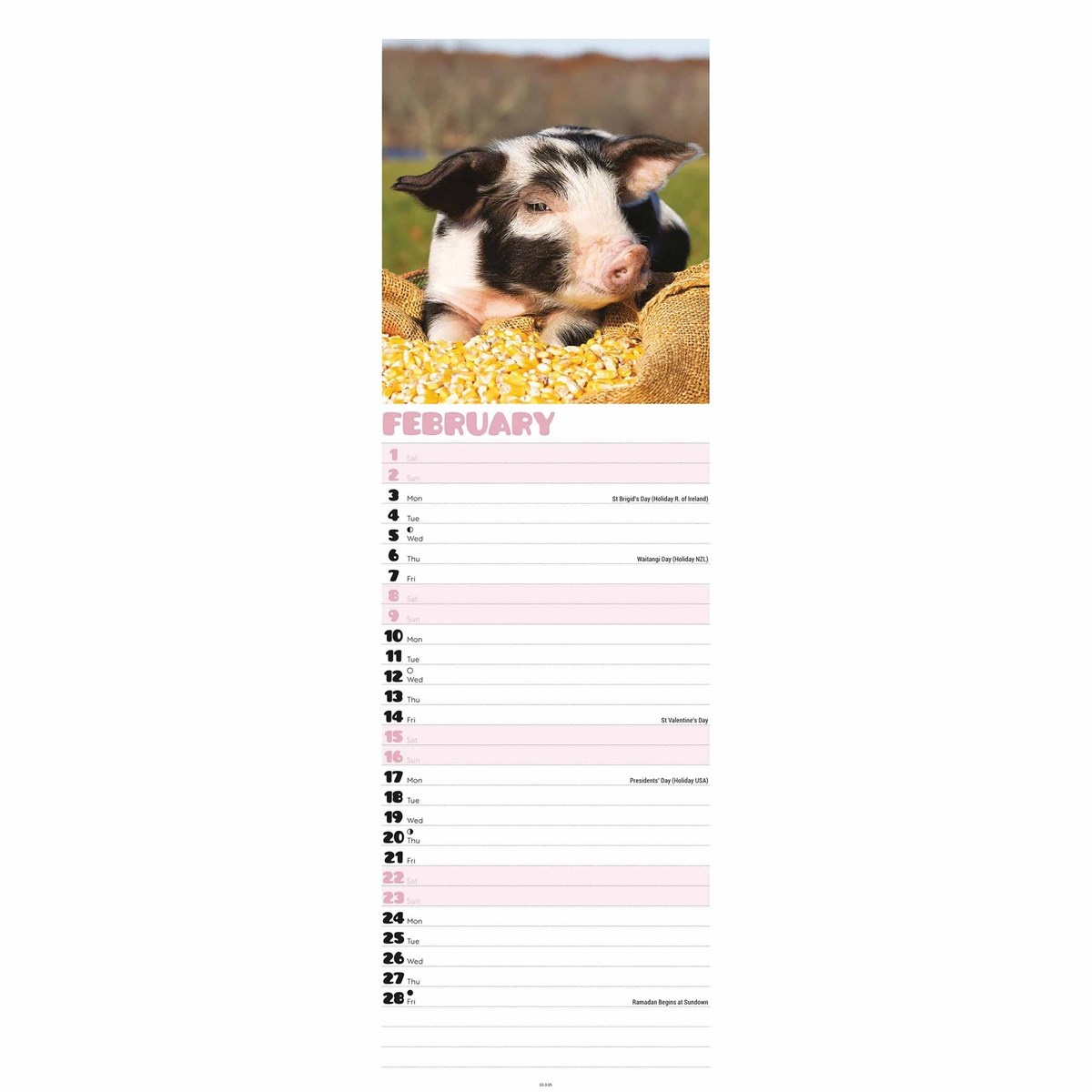 Buy Pig Calendar 2025 Slimline | Order easily online - Kalenderwinkel.nl