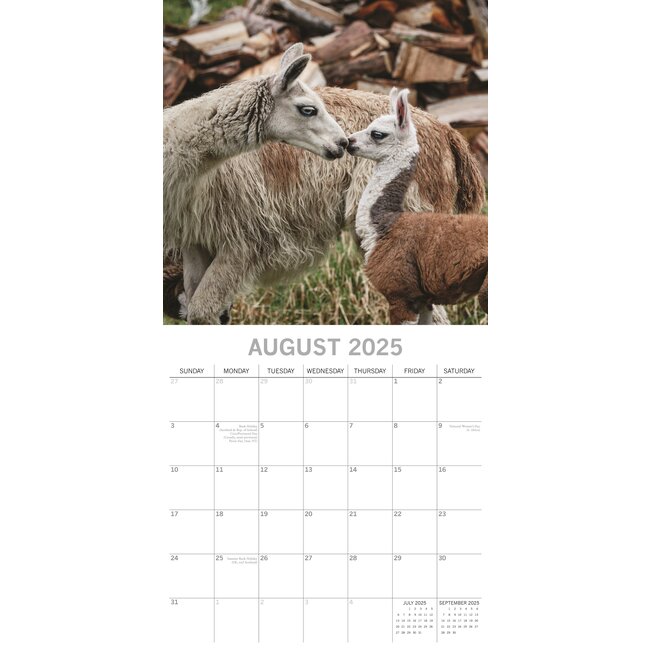 Acheter Calendrier des lamas 2025 ? Commande facile et rapide en ligne ...