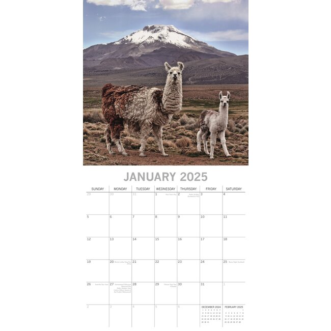 Acheter Calendrier des lamas 2025 ? Commande facile et rapide en ligne ...