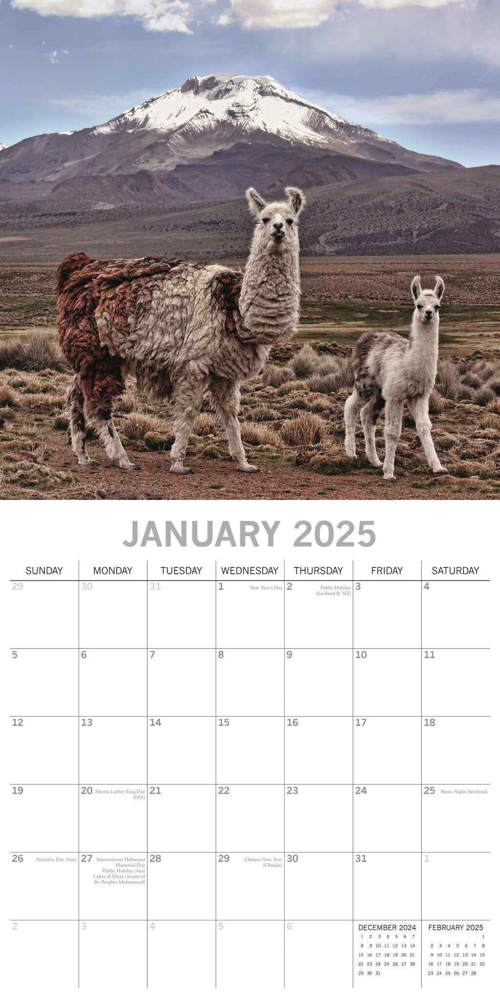 Acheter Calendrier des lamas 2025 ? Commande facile et rapide en ligne ...