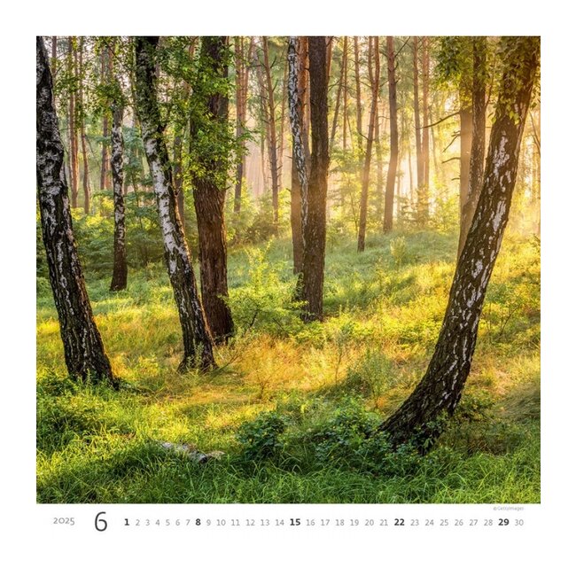 Buy Forest Calendar 2025? - Quick and easy online - Kalenderwinkel.nl