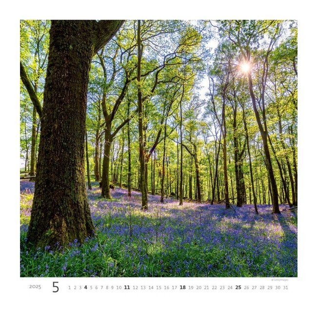 Buy Forest Calendar 2025? - Quick and easy online - Kalenderwinkel.nl
