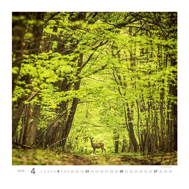 Buy Forest Calendar 2025? - Quick and easy online - Kalenderwinkel.nl