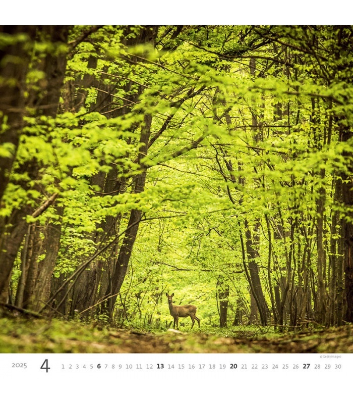 Buy Forest Calendar 2025? - Quick and easy online - Kalenderwinkel.nl