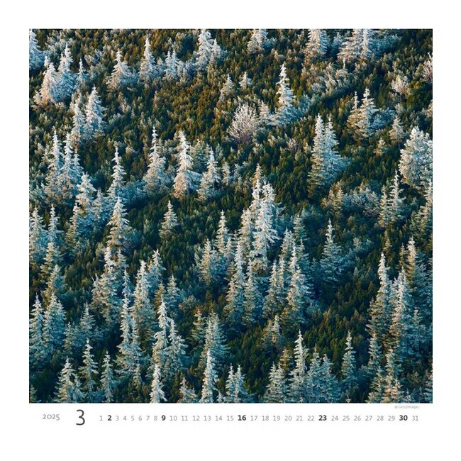 Buy Forest Calendar 2025? - Quick and easy online - Kalenderwinkel.nl