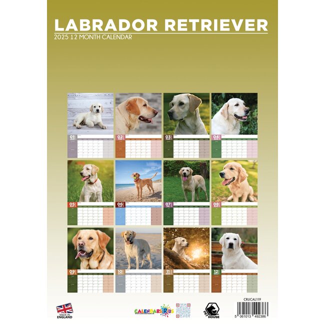 Labrador Retriever Blond A3 Calendar 2025 Buy? Order easily ...