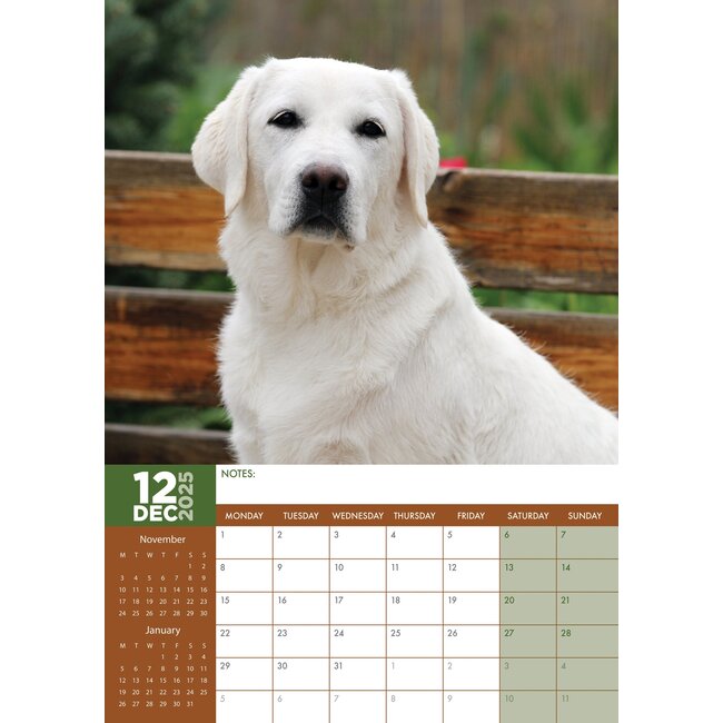 Labrador Retriever Blond A3 Calendar 2025 Buy? Order easily ...