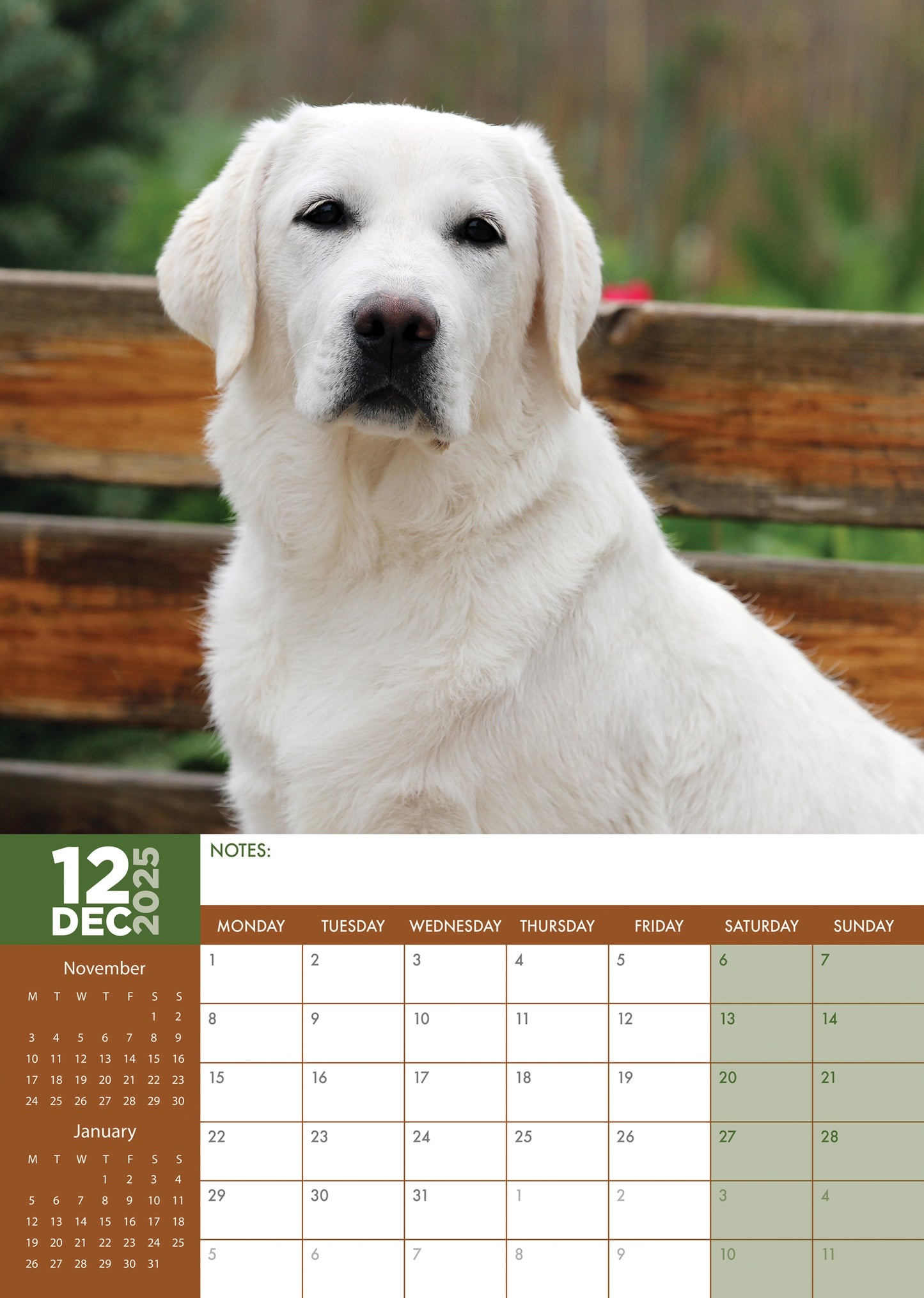 Labrador Retriever Blond A3 Calendar 2025 Buy? Order easily ...