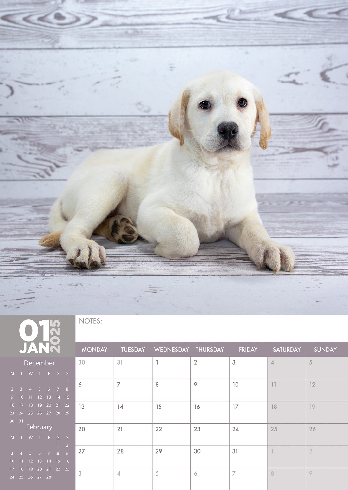 Labrador Retriever Blond A3 Calendar 2025 Buy? Order easily ...