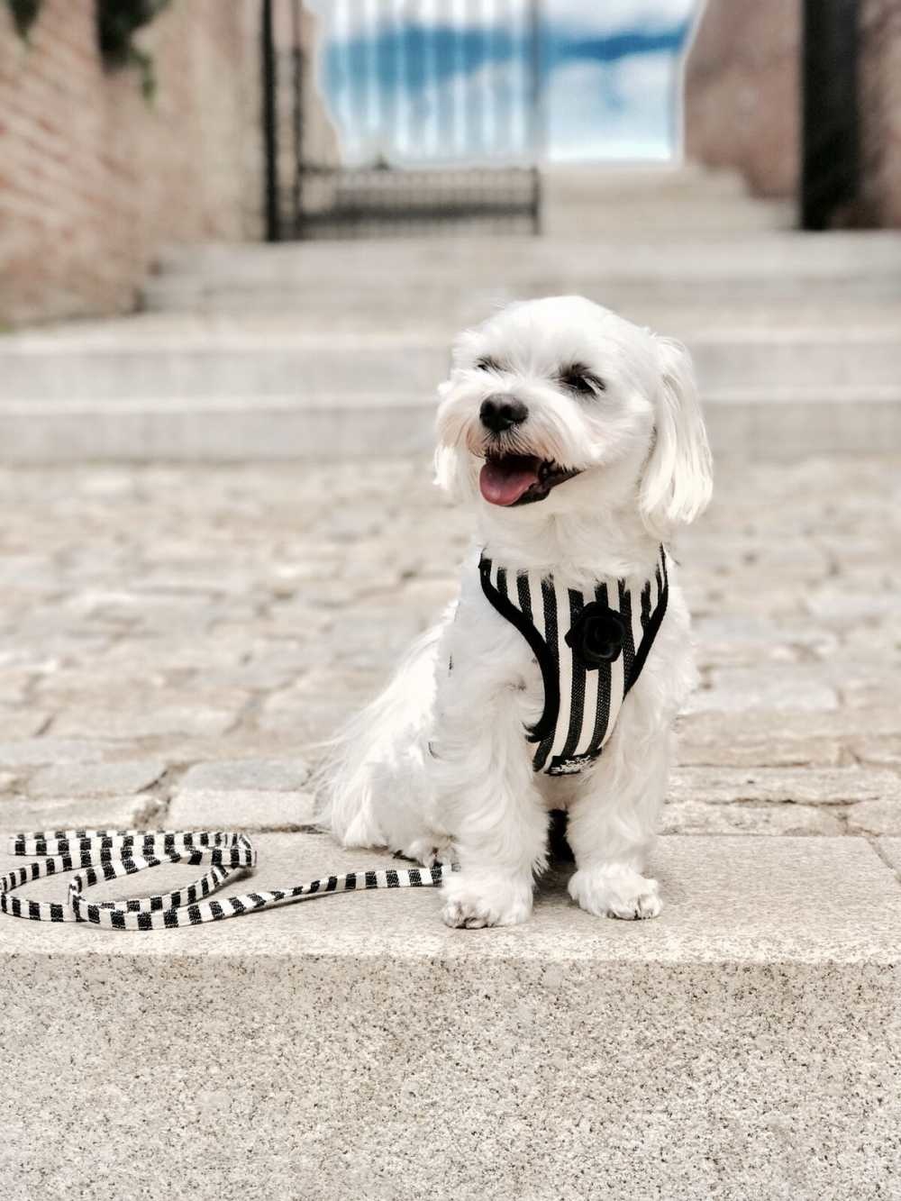 Barcelona Dogs Dog Harness Zebra - Petsonline