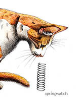 Springwatch Card - Stationery - Cards - Water Street Gallery