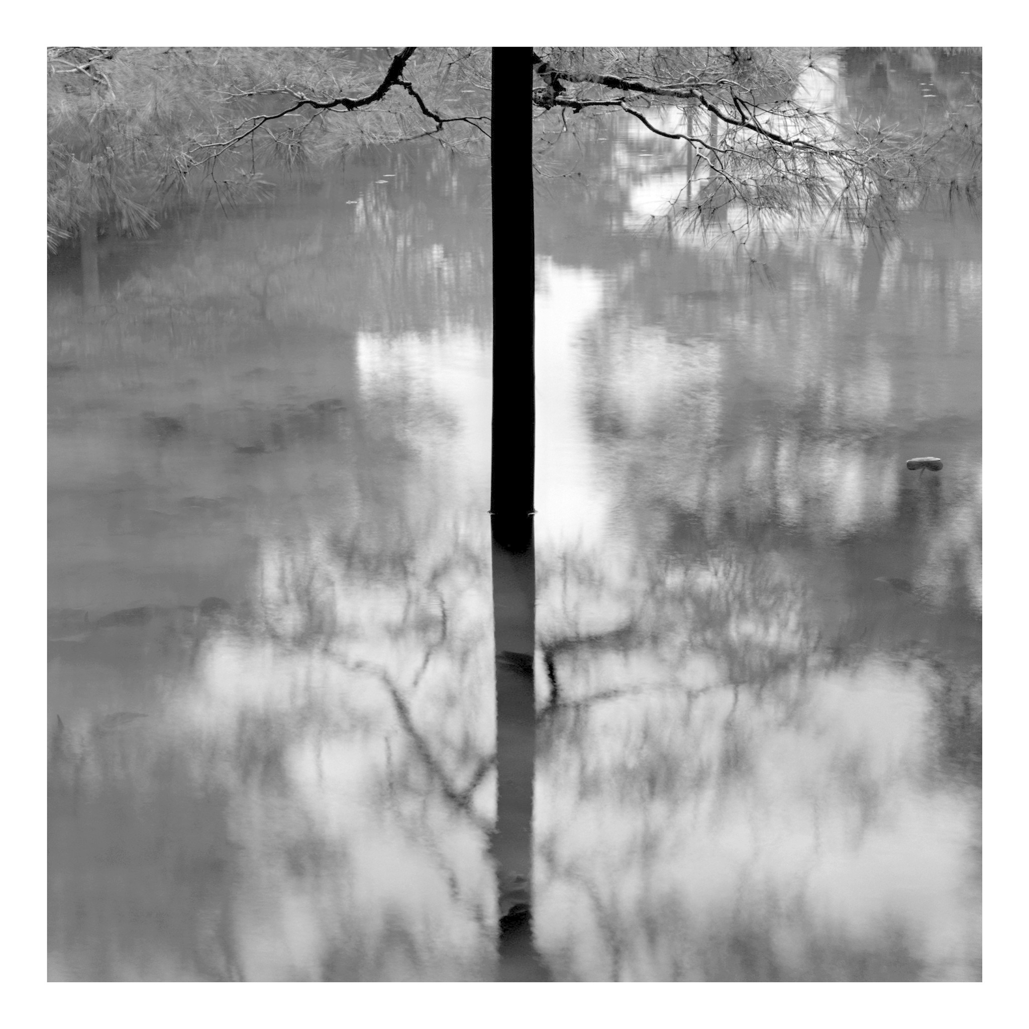 Kyoto Trees - Elements Of Landscape Series - Past - 2019 - Water Street ...