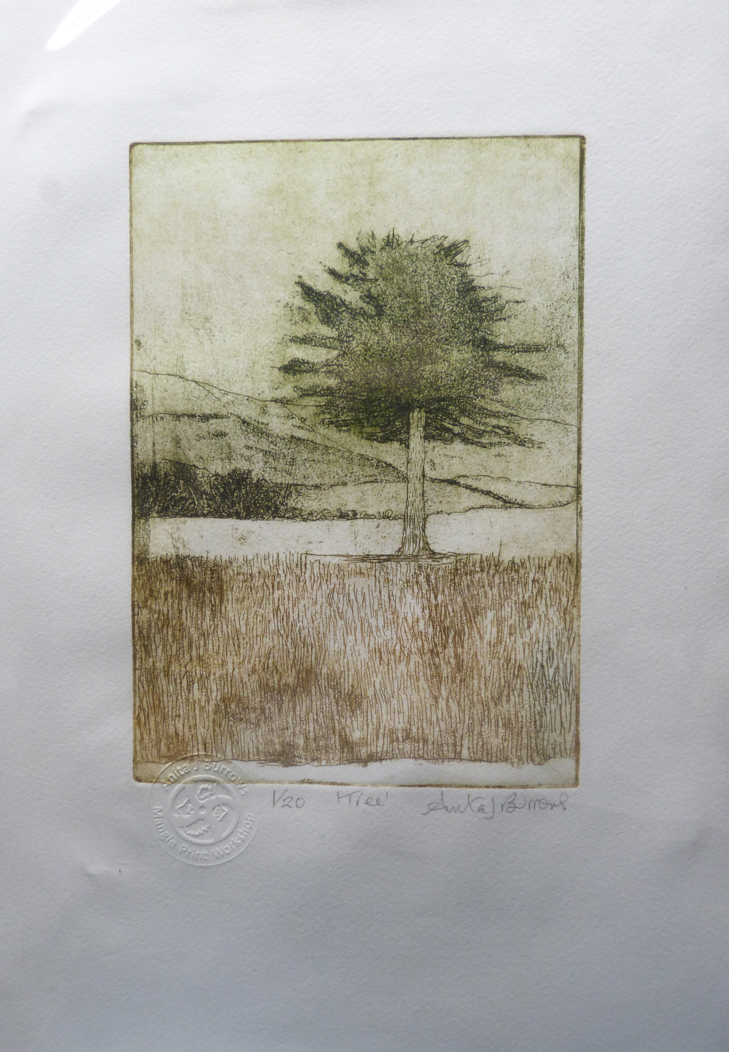 Tree - Water Street Gallery