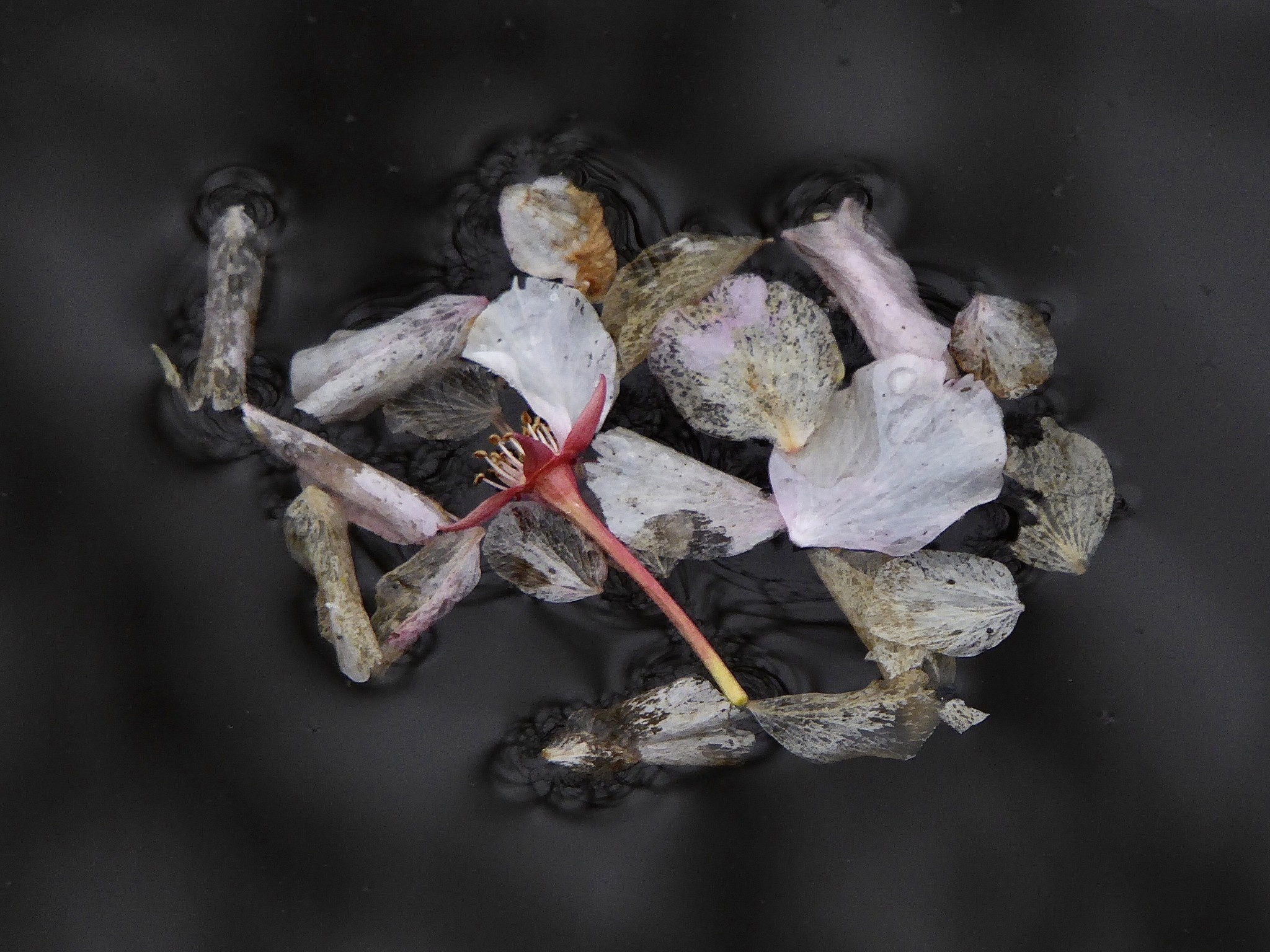 Floating Petals - Water Street Gallery