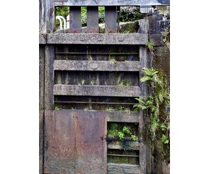 Lock Gate Plants 2 - Water Street Gallery