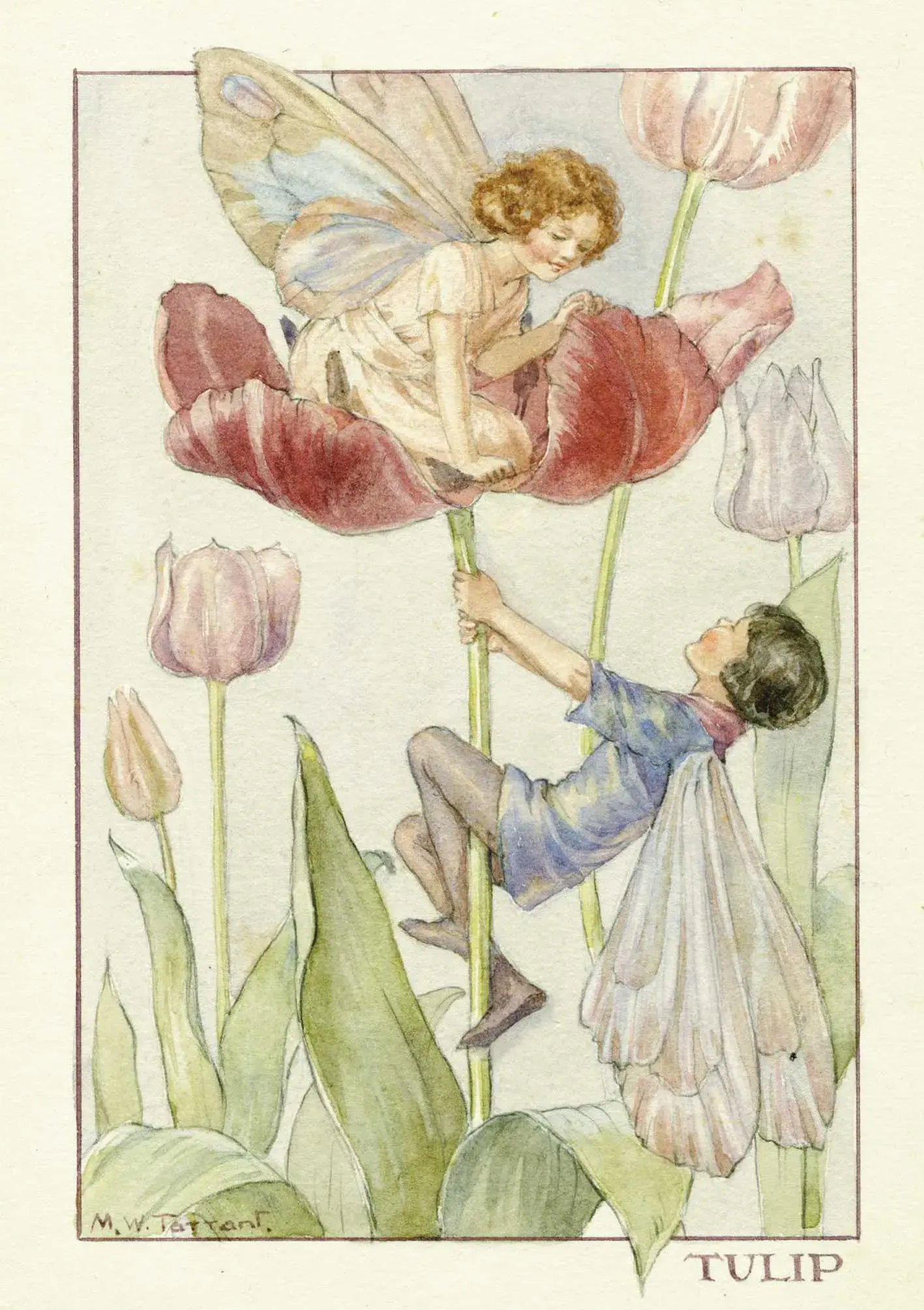 Tulip Fairy Card by Margaret Tarrant - Water Street Gallery