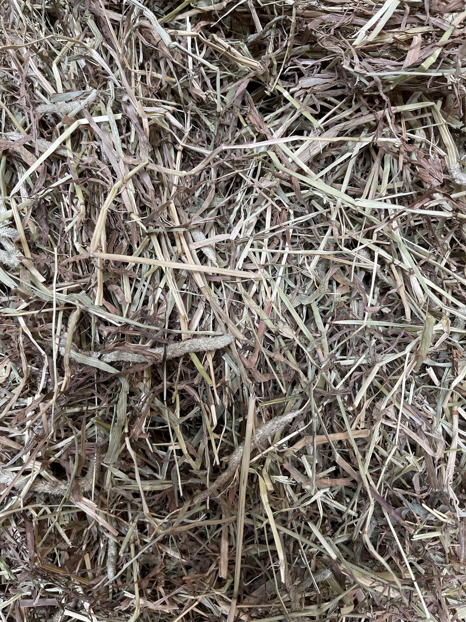 Happy rabbits Timothy Hay, European - Happy Rabbits and Friends