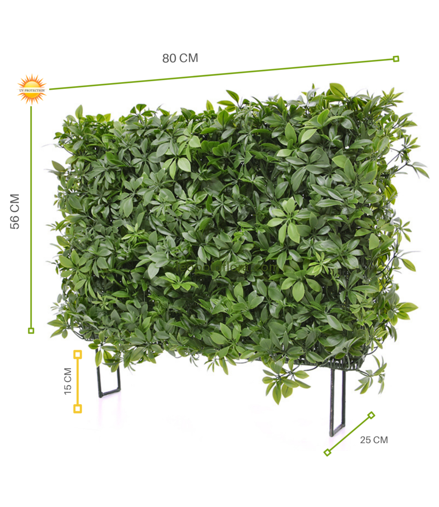 Schefflera Arboricola Hedge