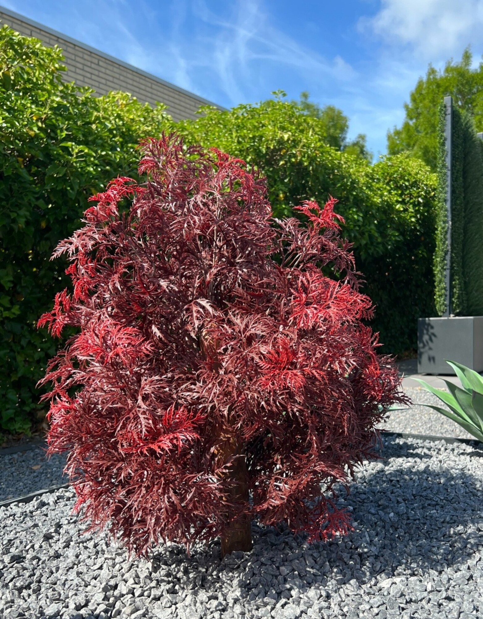 Buiten Kunstplant Ming Aralia Burgundy 95 cm UV-bestendig in pot