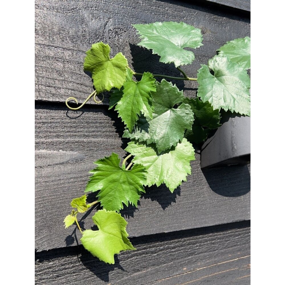 Buy artificial grape vine for outdoors | 8 year colour guarantee