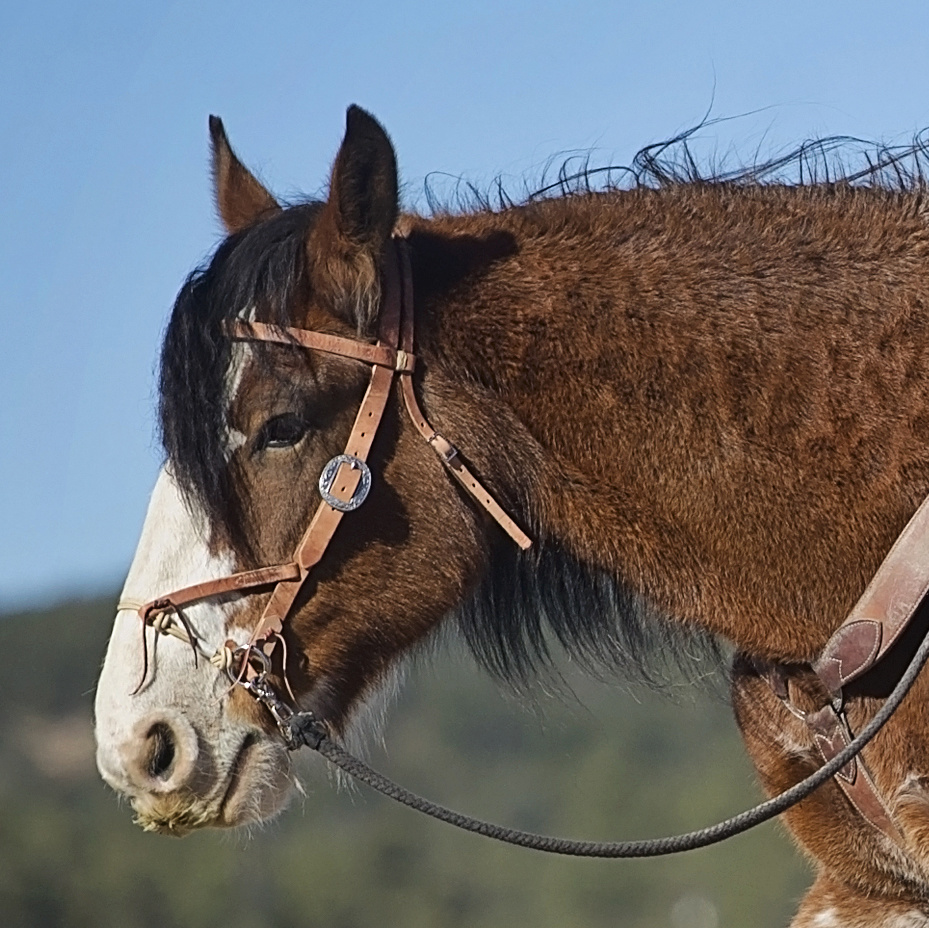 Justin Dunn Bitless Bridle - Euro-horse western riding supplies