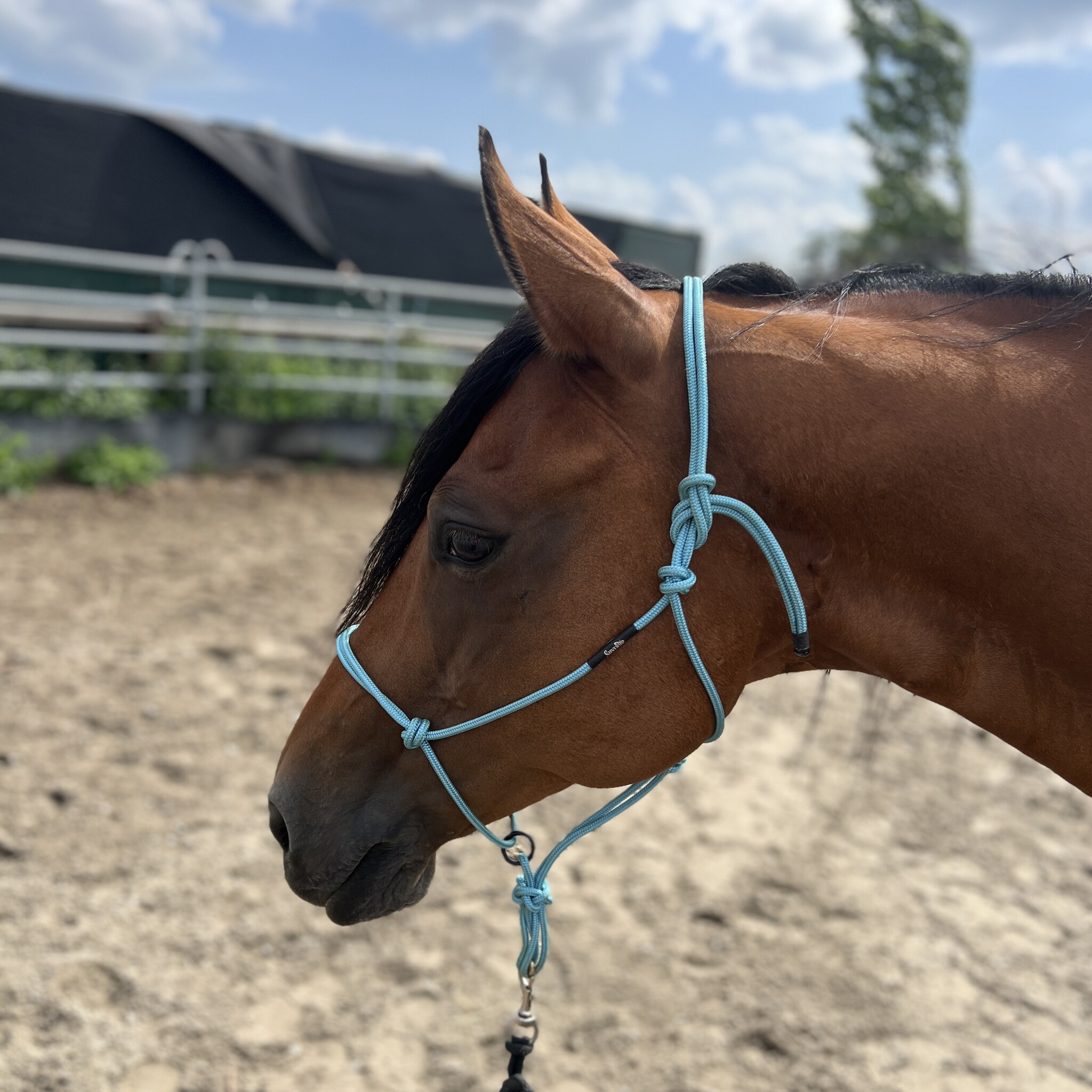 Silvertip Transition Rope Halter With Sliding Ring - EURO-HORSE western ...