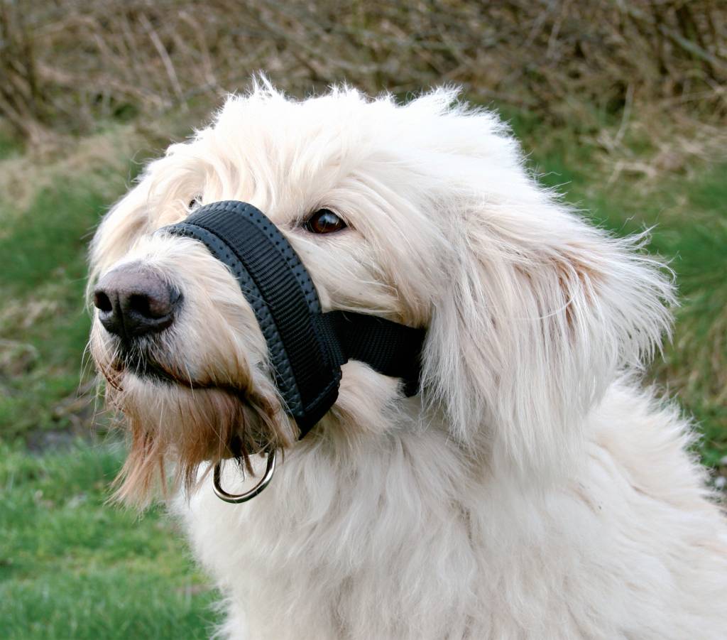 Nylon dog muzzles small pets store