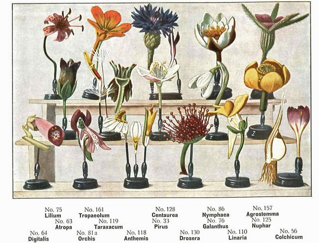 De geschiedenis van de botanische en biologische modellen van de firma ...