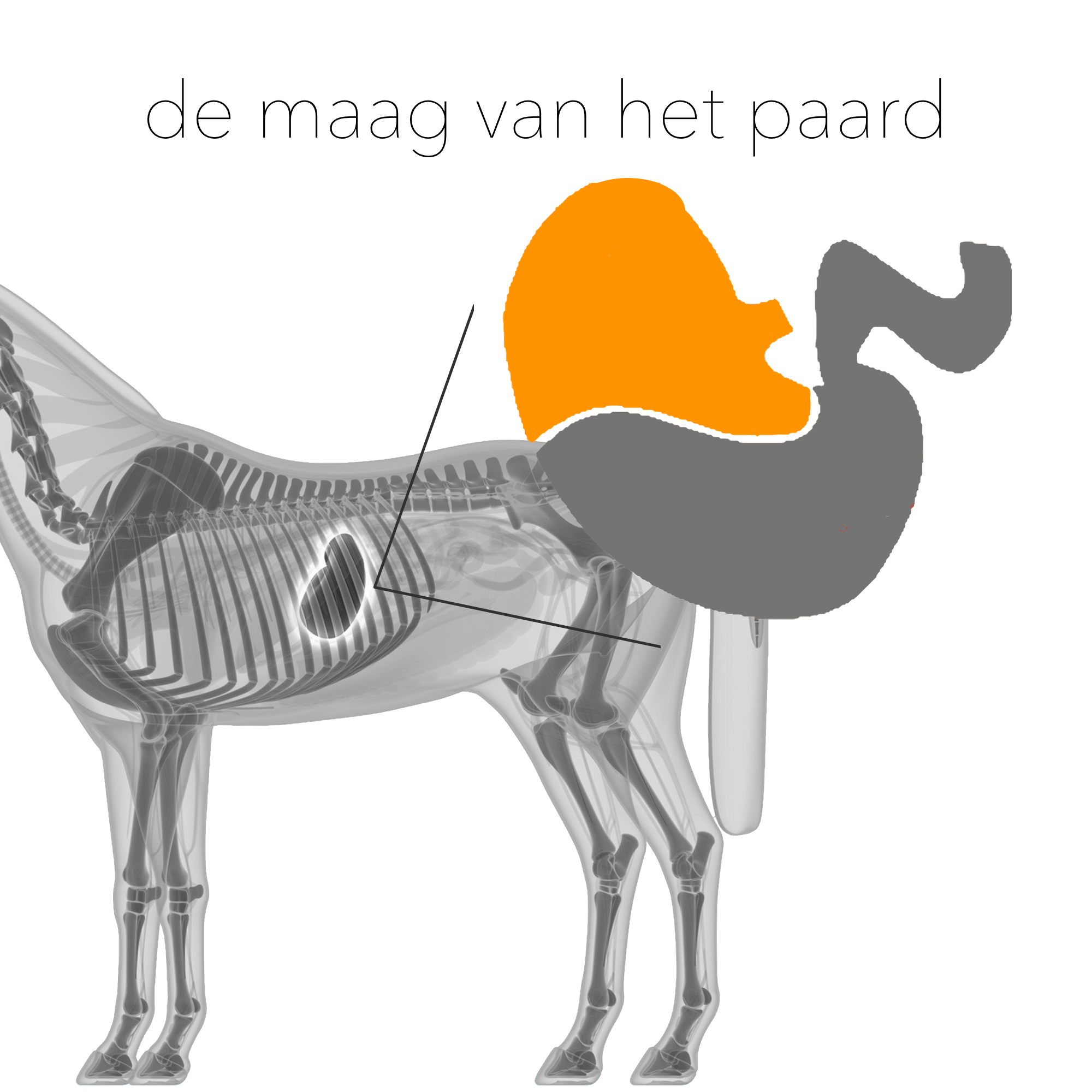 Maagzweer bij een paard | Voorkomen is beter dan genezen ...