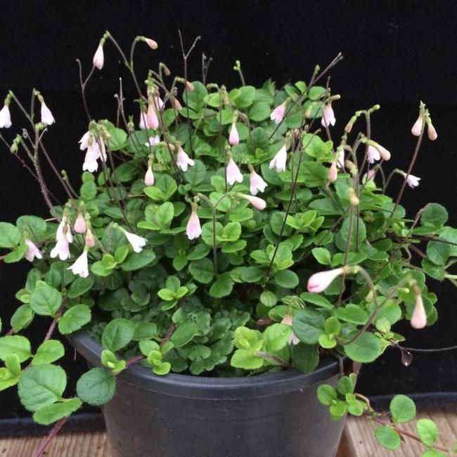 Linnaea borealis - Herman Geers