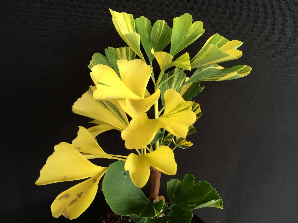 Ginkgo biloba 'Yellow Mellow' - Herman Geers