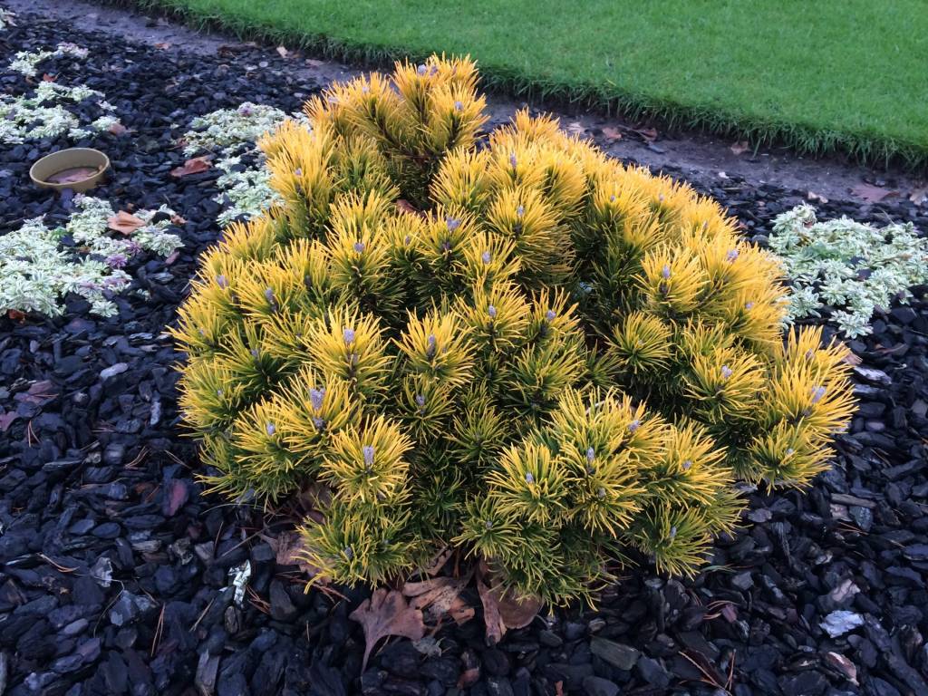 Pinus mugo 'Carsten' - Herman Geers