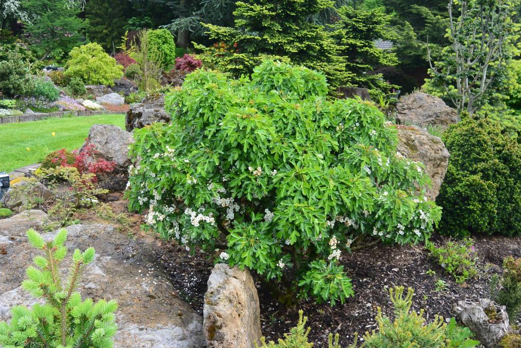 Crataegus monogyna 'Compacta' - Herman Geers