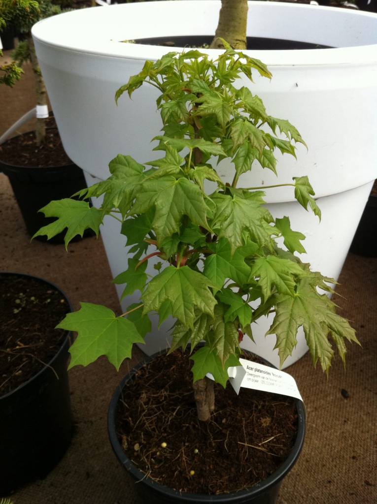 Acer platanoides 'Novusch' - Herman Geers