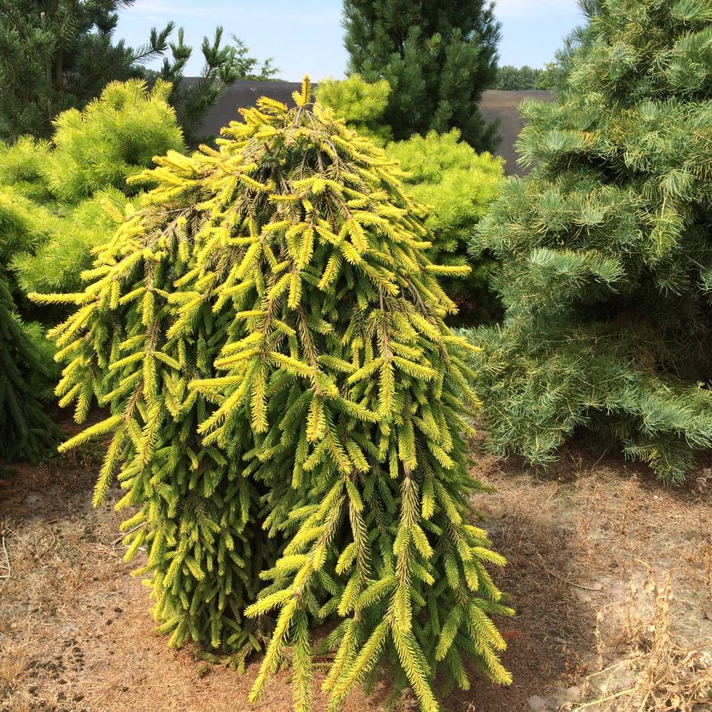 Picea abies 'Gold Drift' - Herman Geers