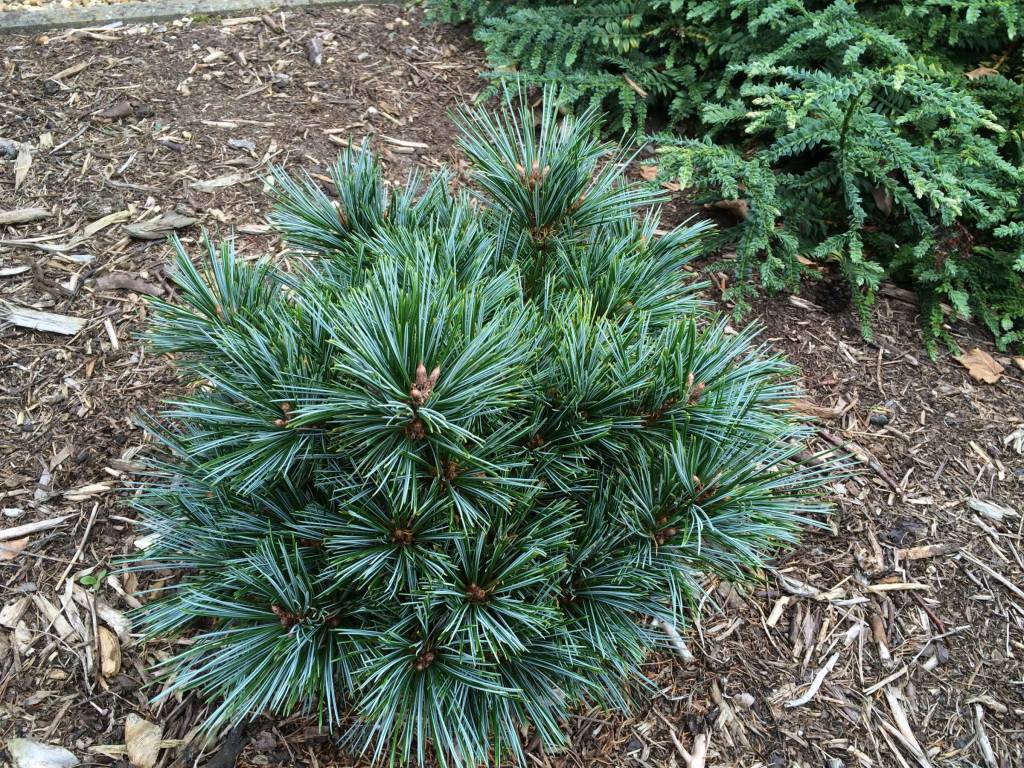 Pinus koraiensis 'Blue Ball' - Herman Geers