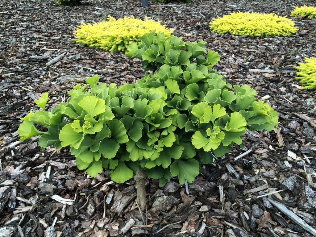 Ginkgo biloba 'Troll' - Herman Geers