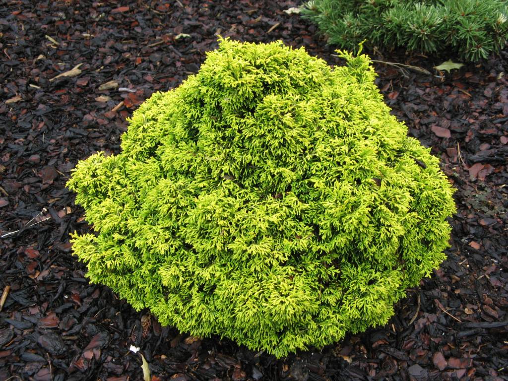 Chamaecyparis obtusa 'Butterball' - Herman Geers