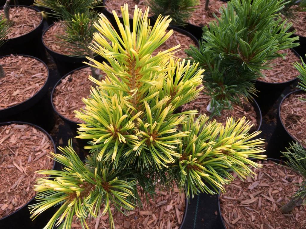 Pinus parviflora 'Goldilocks' - Herman Geers
