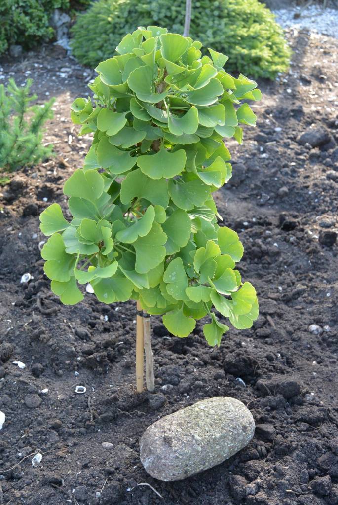 Ginkgo biloba 'Pine Glen Dwarf' - Herman Geers
