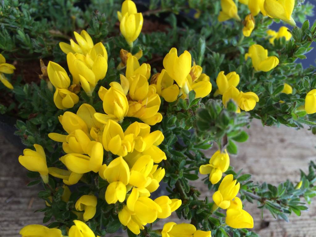 Cytisus decumbens - Herman Geers