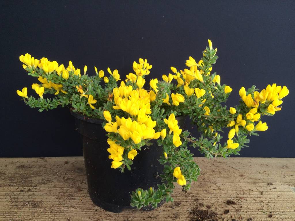 Cytisus decumbens - Herman Geers