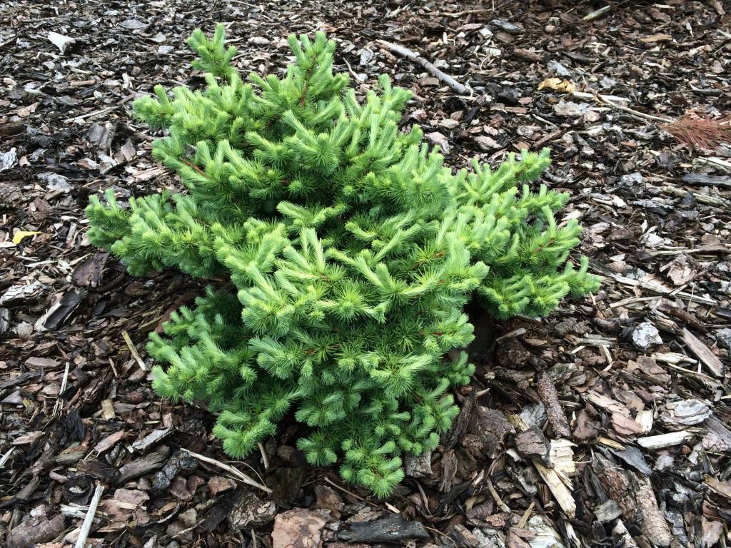 Larix kaempferi 'Blue Dwarf' - Herman Geers