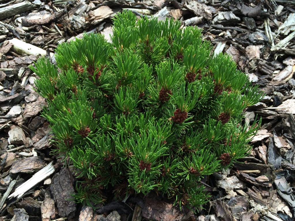 Pinus mugo 'Sherwood Compact' - Herman Geers
