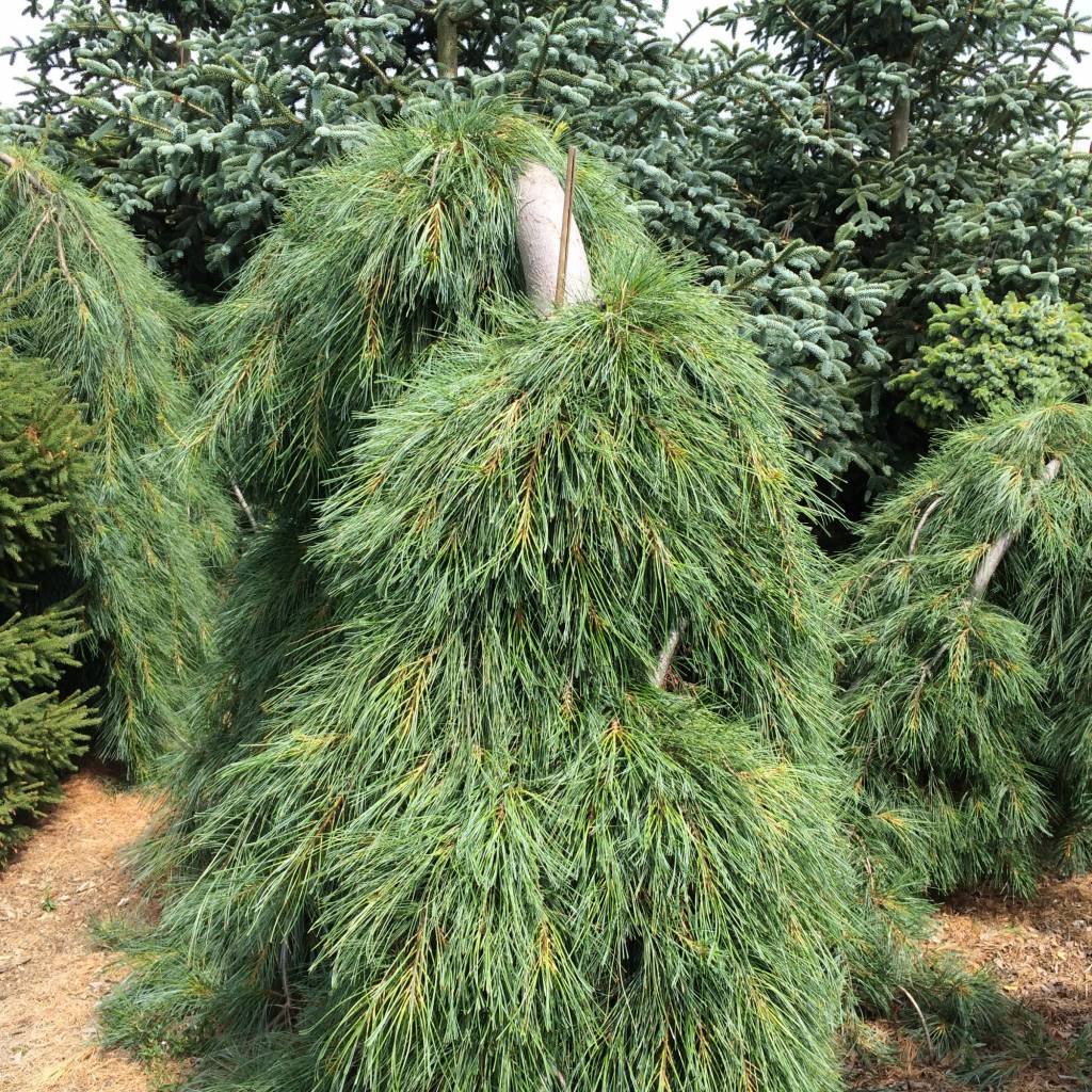 Pinus strobus 'Pendula' - Herman Geers