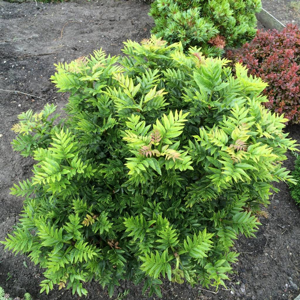 Fraxinus excelsior 'Abiona' - Herman Geers