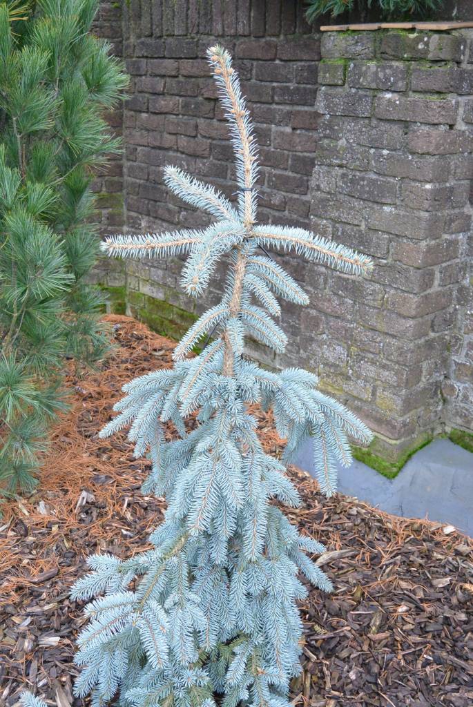 Picea pungens 'The Blues' - Herman Geers